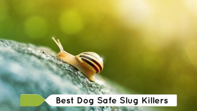 Dog Safe Slug Killers - Get Rid Of Slugs (2023) - Smart Dog Owners